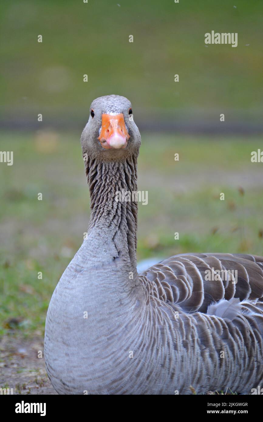 The close-up of Greylag goose sitting on the ground, vertical Stock ...