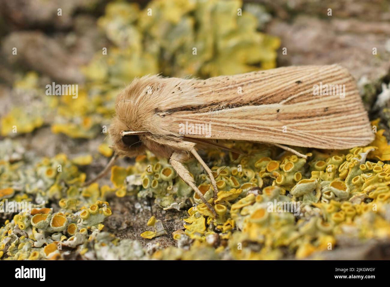Closeup on the Smoky wainscot owlet moth, Mythimna impura sitting on a ...