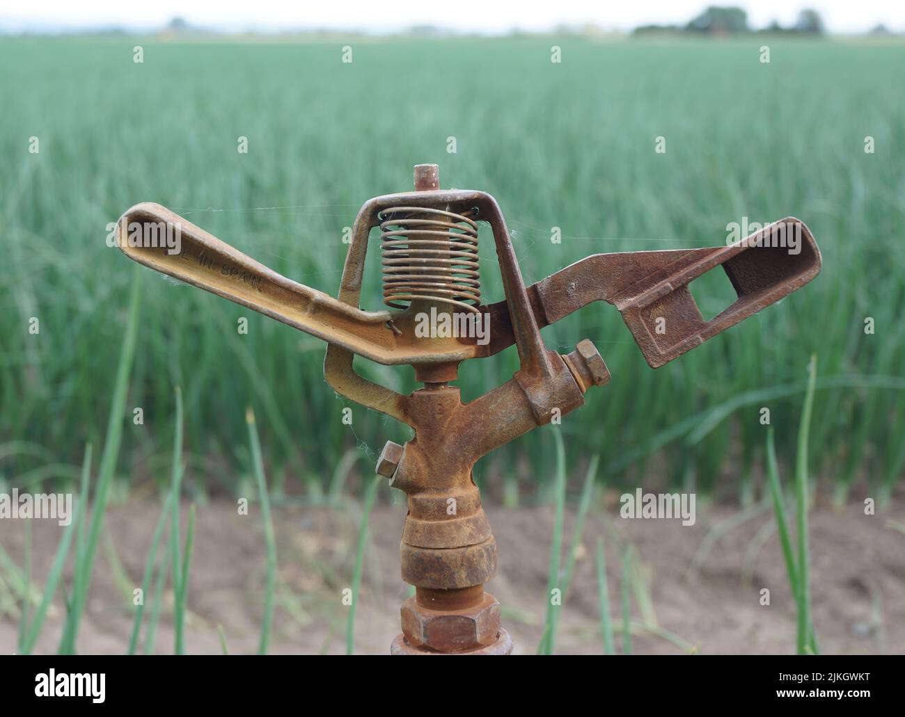 An old, rusty irrigation sprayer in front of a field of spring onions ...