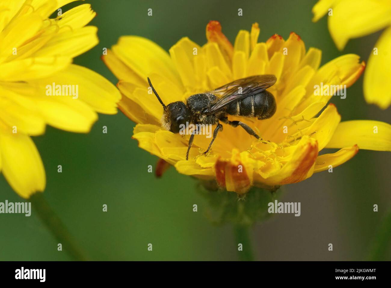 Closeup on a Large-Headed Armoured resin bee, Heriades truncorum ...