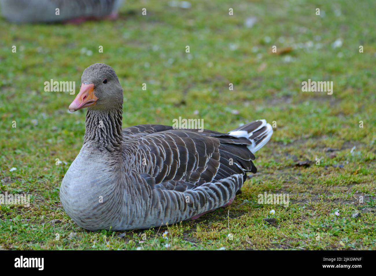 The close-up of Greylag goose sitting calmly on the ground at the farm ...