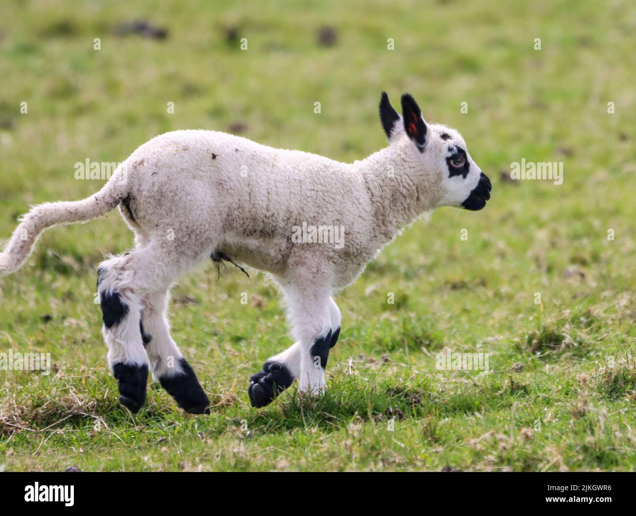 A closeup of a cute black spotted lamb running through the green field ...