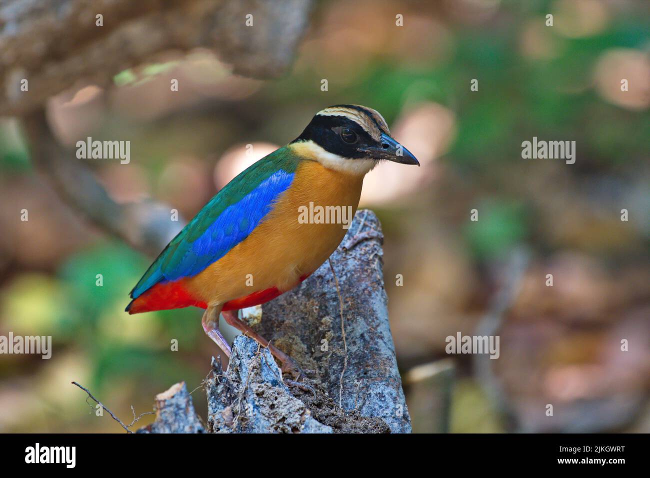 blue winged and hooded pitta birds feeding on meal worms in the jungle ...