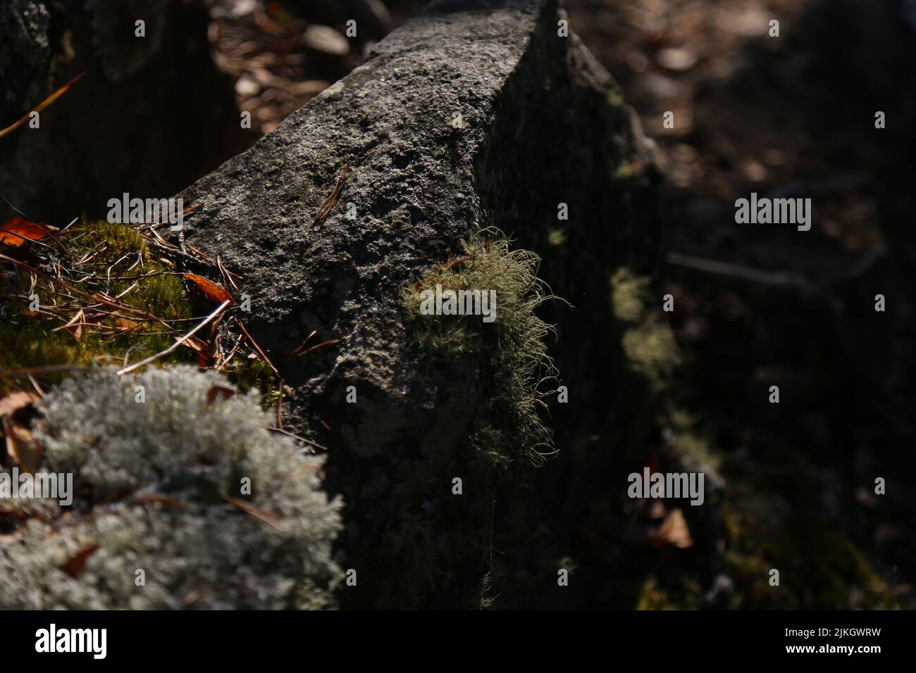 Stone in the forest hi-res stock photography and images - Alamy