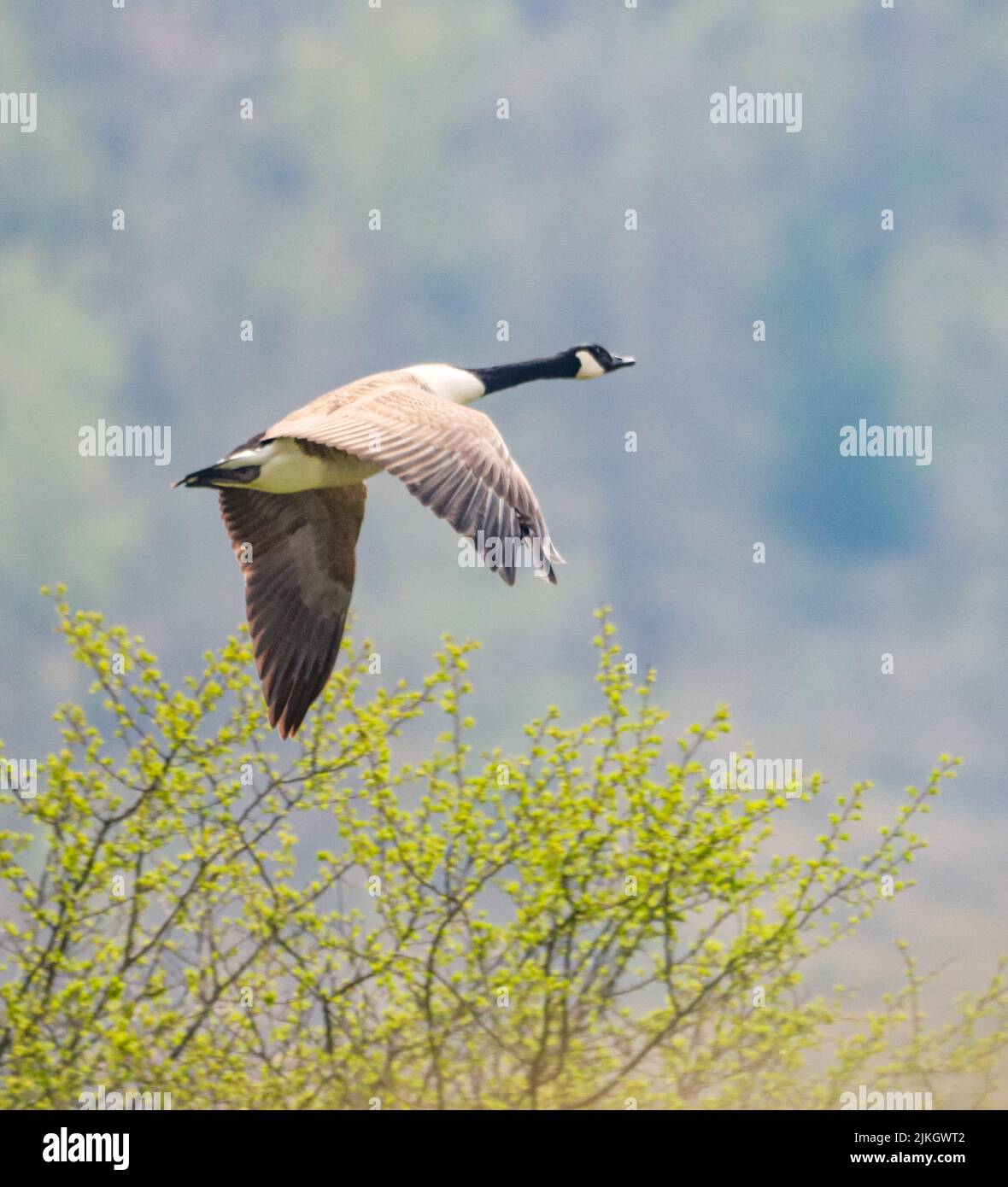 Black white canadian goose hi-res stock photography and images - Alamy