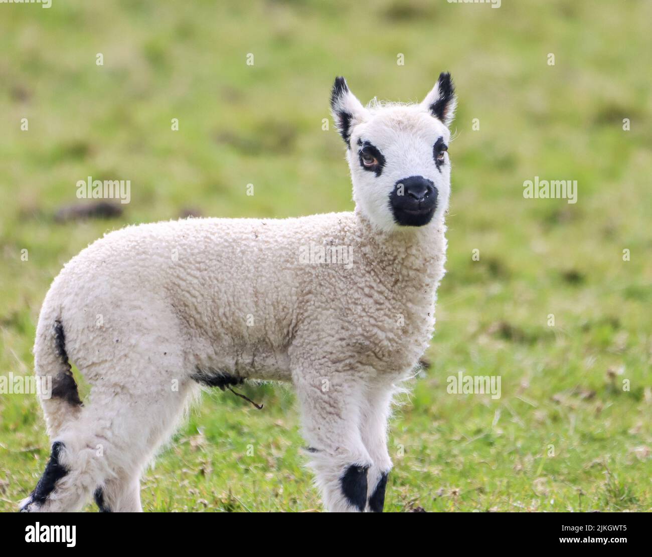 A closeup of a cute black spotted lamb standing on the green grass ...