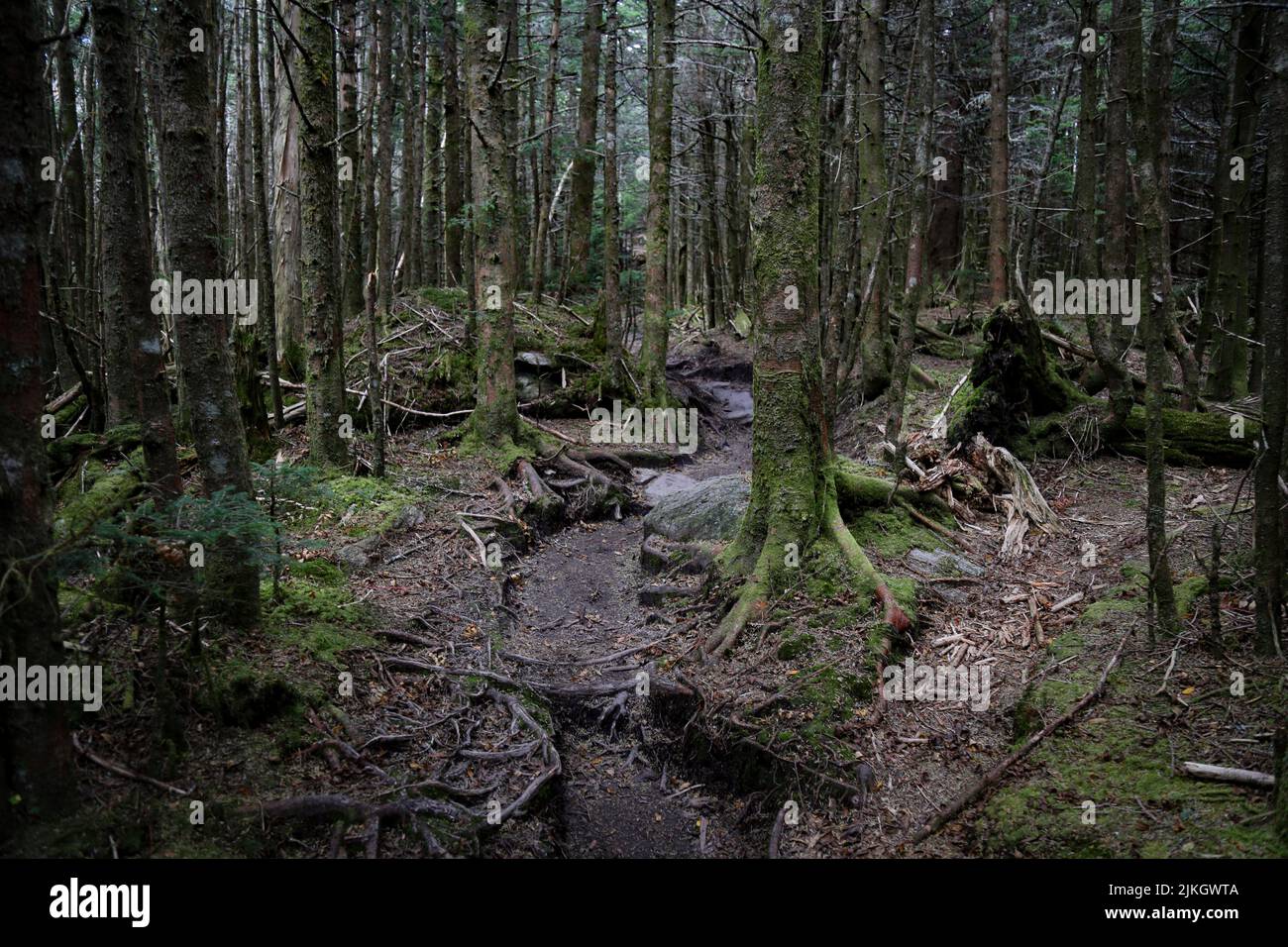 A beautiful landscape of green forest with tall trees Stock Photo - Alamy