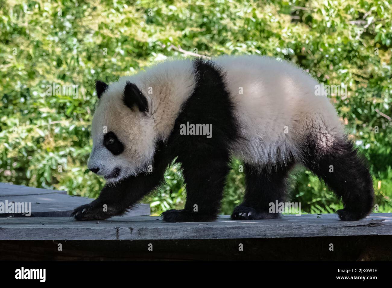 A giant panda, a cute baby panda walking, funny animal Stock Photo - Alamy