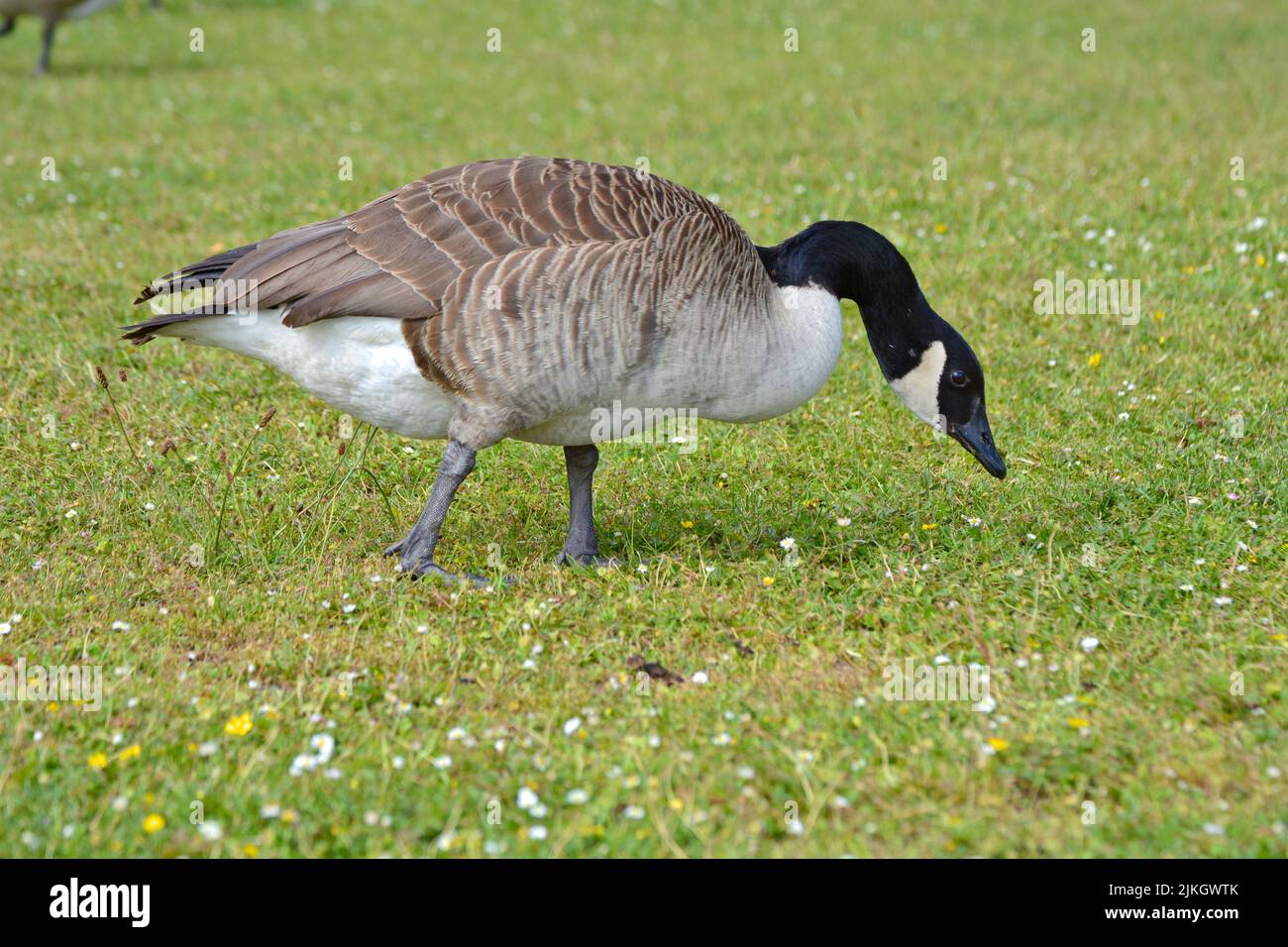 The close-up of Canadian goose searching for worms in the field Stock ...