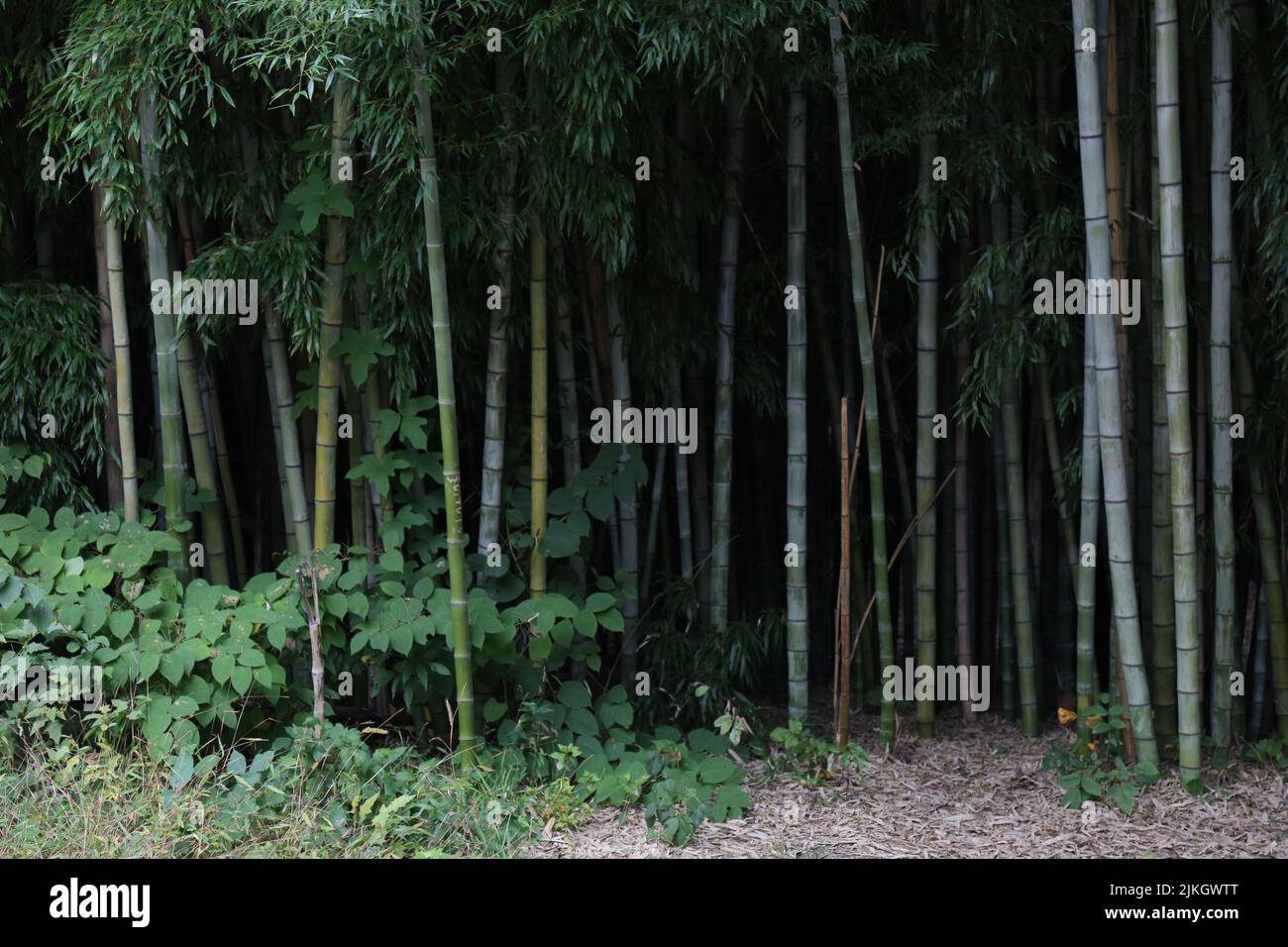A beautiful landscape of green forest with tall bamboo trees Stock ...