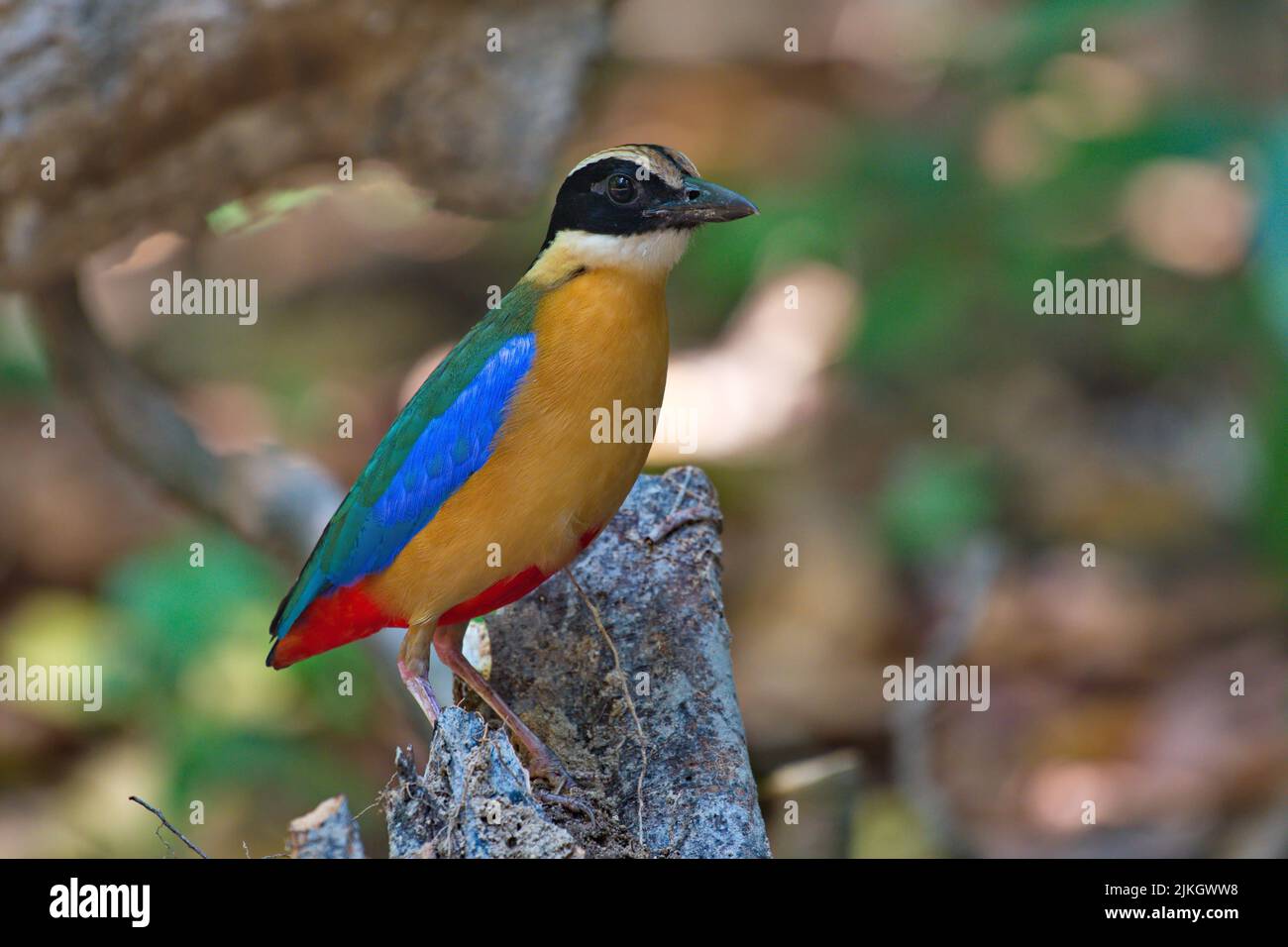 blue winged and hooded pitta birds feeding on meal worms in the jungle ...