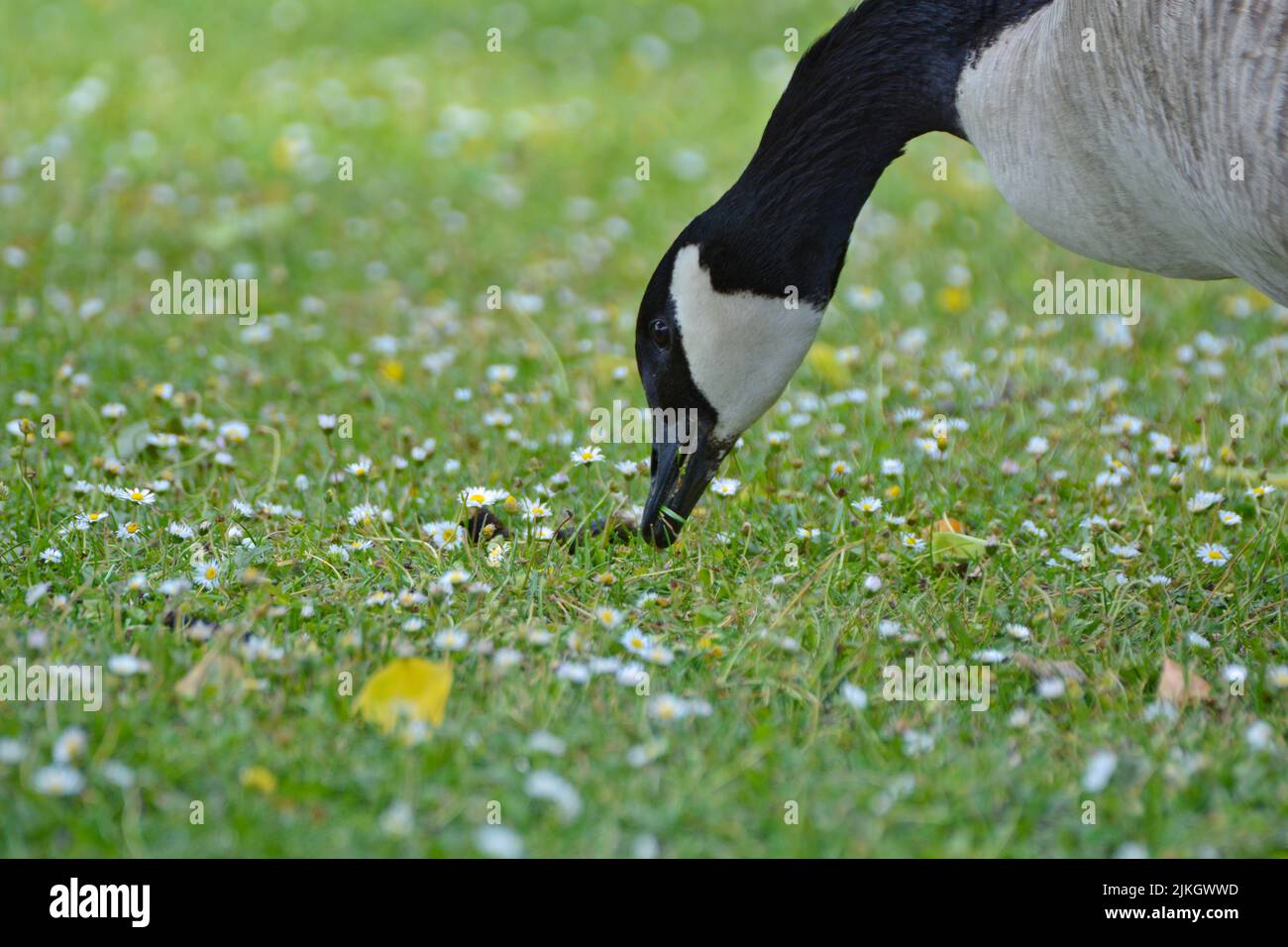 The close-up of Canadian goose searching for worms in the field ...