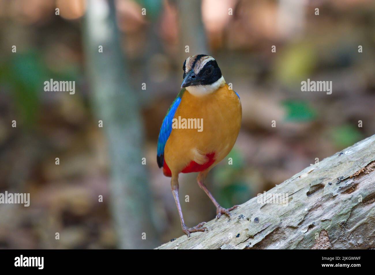 blue winged and hooded pitta birds feeding on meal worms in the jungle ...