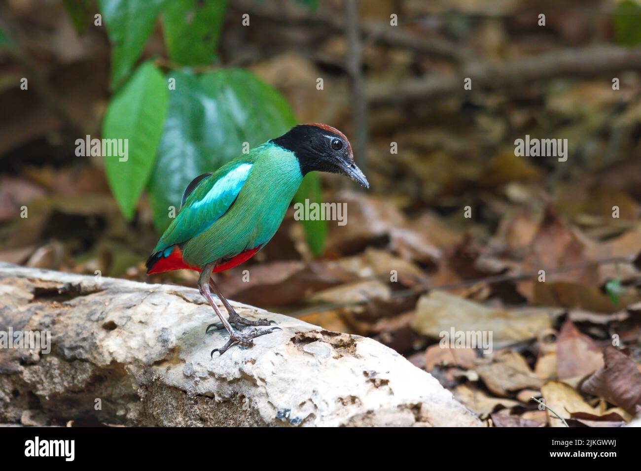 blue winged and hooded pitta birds feeding on meal worms in the jungle ...