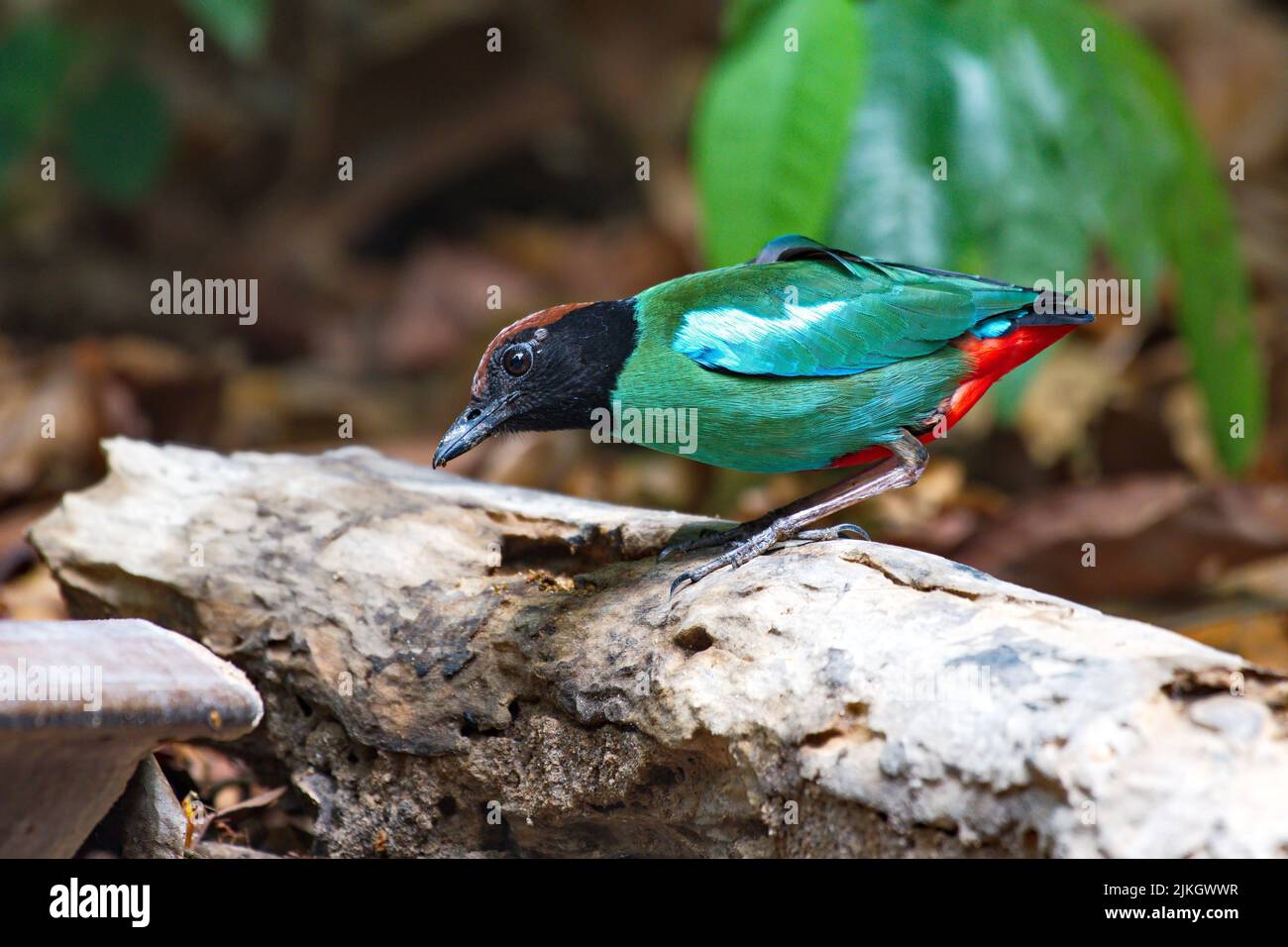 blue winged and hooded pitta birds feeding on meal worms in the jungle ...