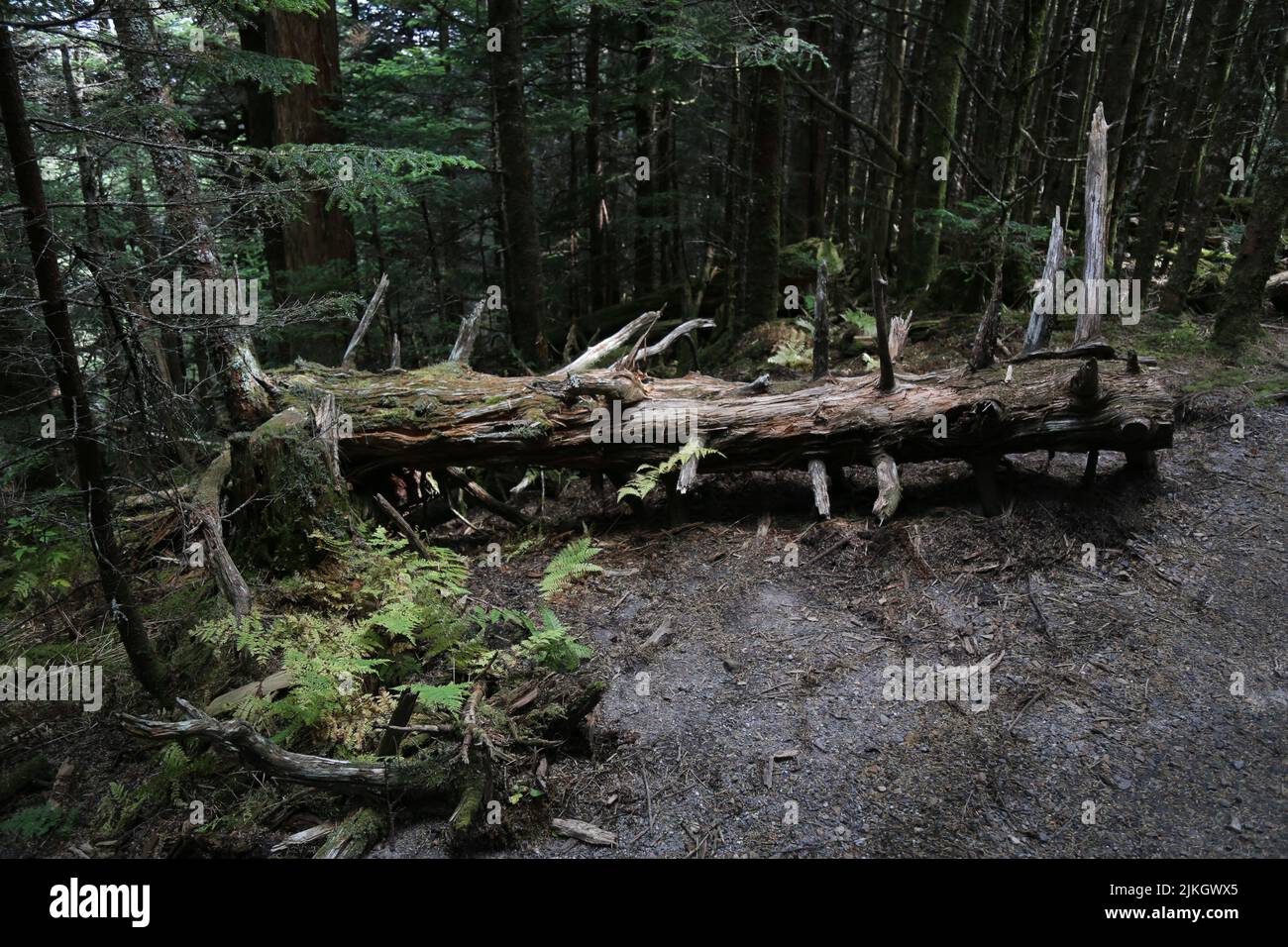 An old fallen tree log in a dense forest Stock Photo - Alamy