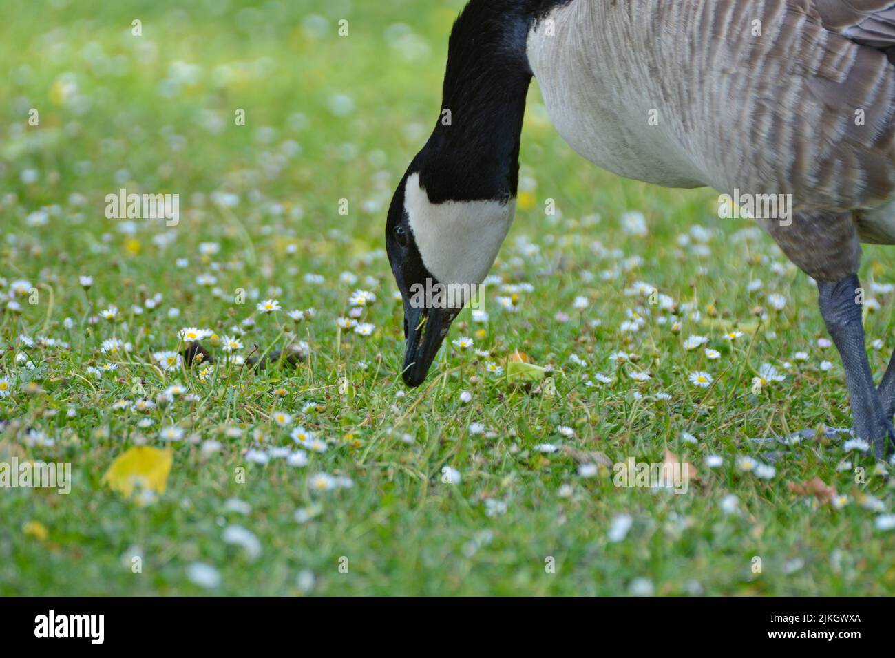 Canadian goose up close hi-res stock photography and images - Alamy