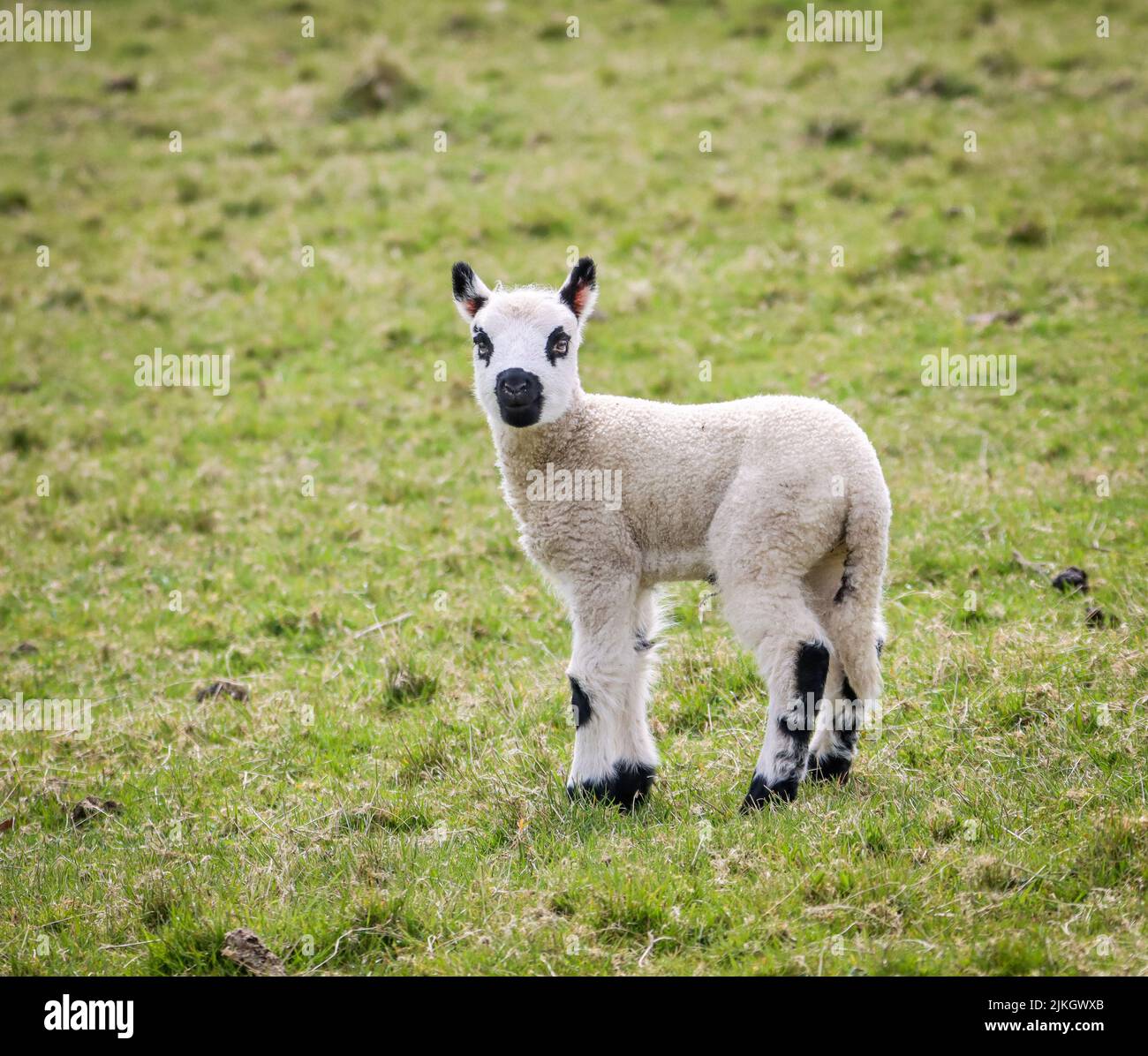 A closeup of a cute black spotted lamb standing on the green grass ...