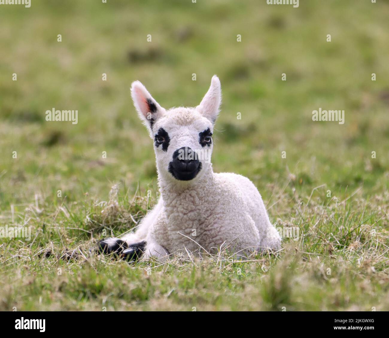 A closeup of a cute black spotted lamb lying on the green grass Stock ...
