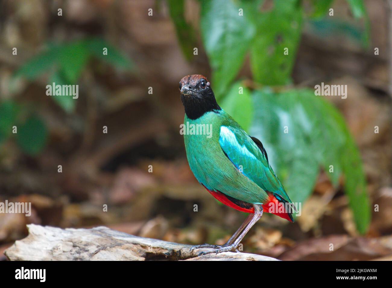 blue winged and hooded pitta birds feeding on meal worms in the jungle ...