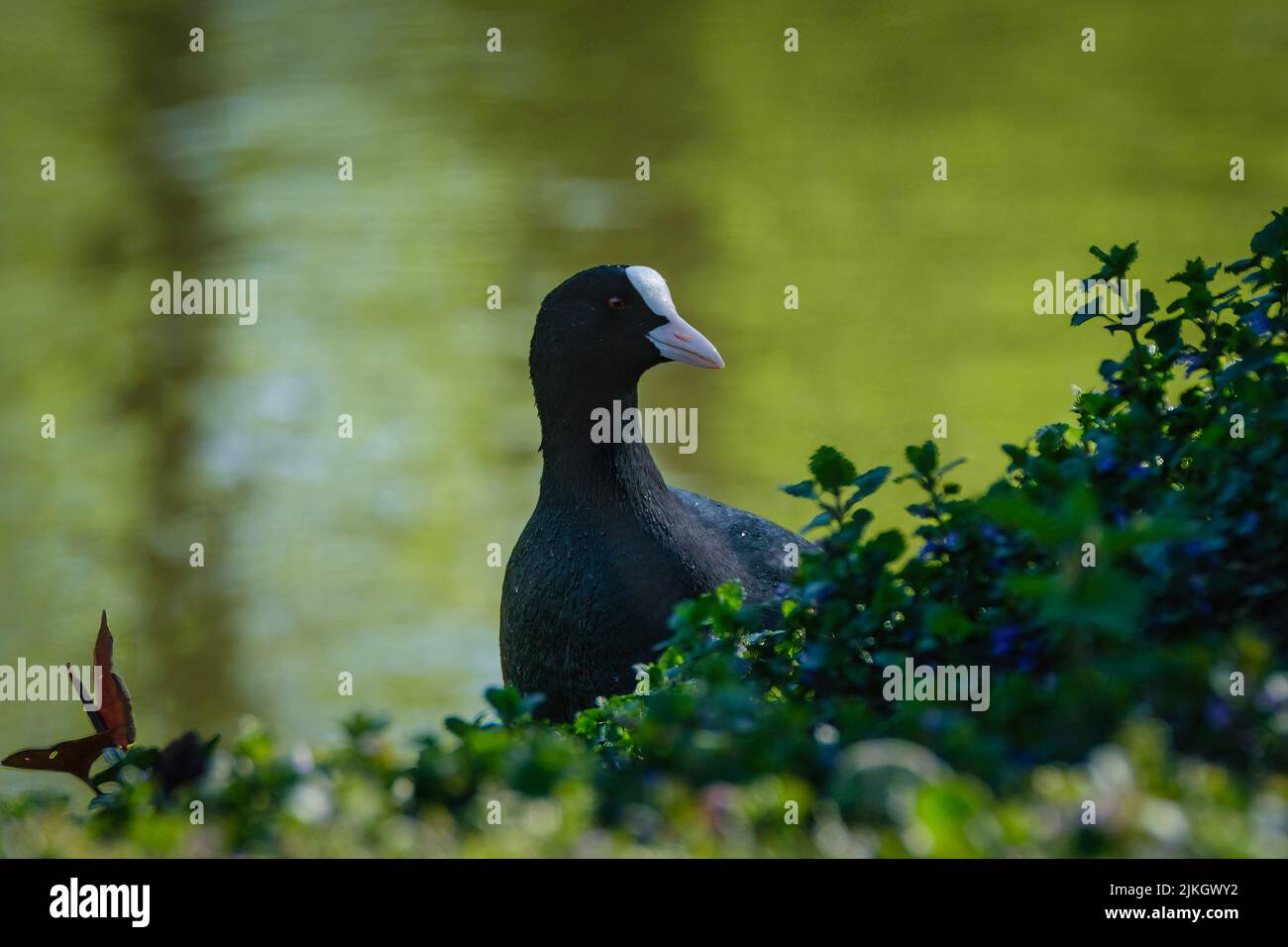 A closeup of an Eurasian Coot bird behind plants on a blurred green ...