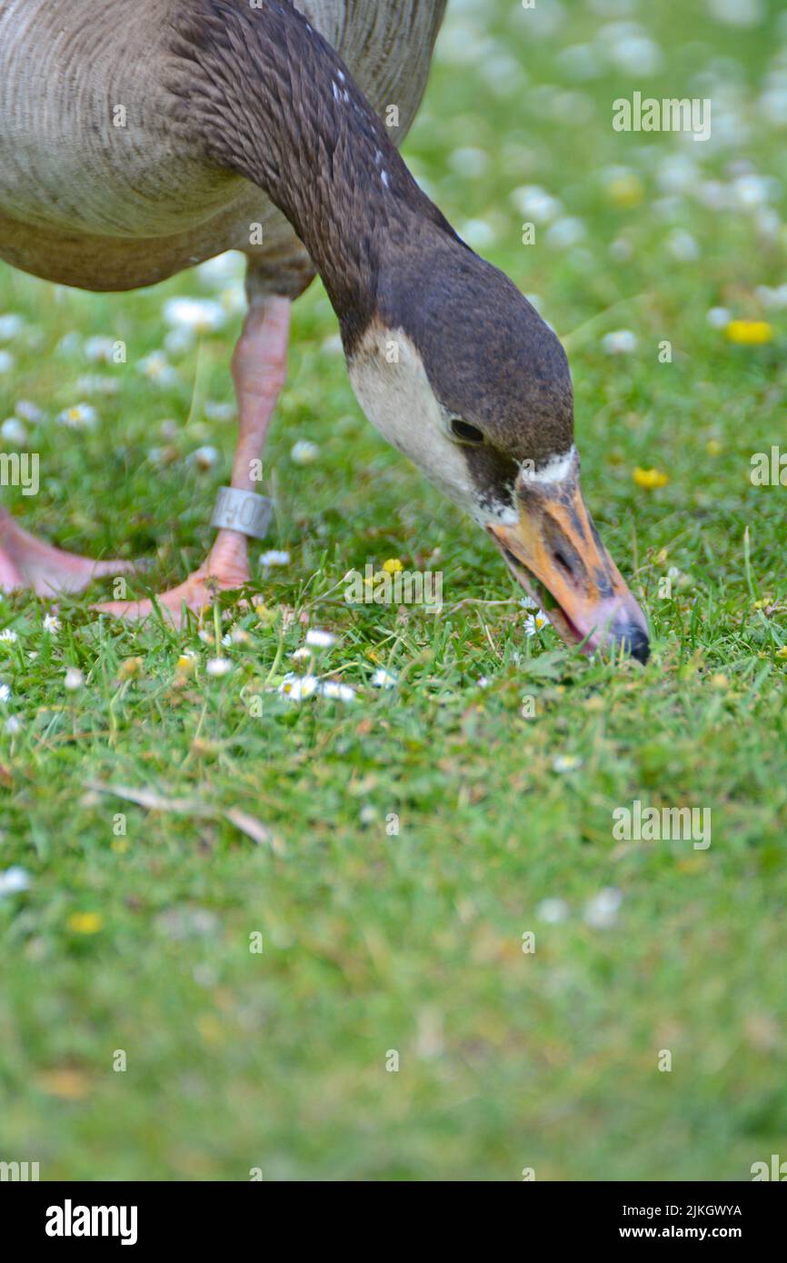 Worms in bird beak hi-res stock photography and images - Alamy