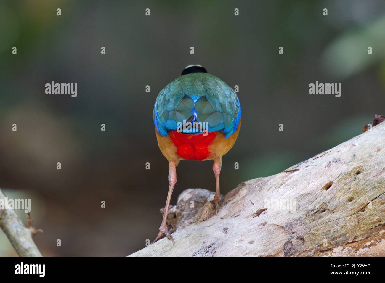 blue winged and hooded pitta birds feeding on meal worms in the jungle ...