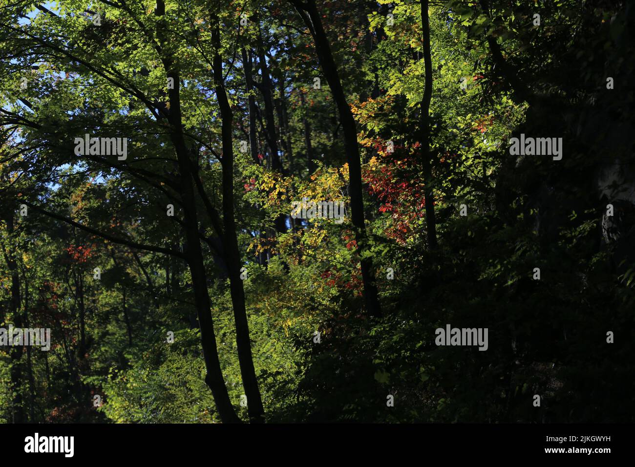 A beautiful landscape of green forest with tall trees Stock Photo - Alamy