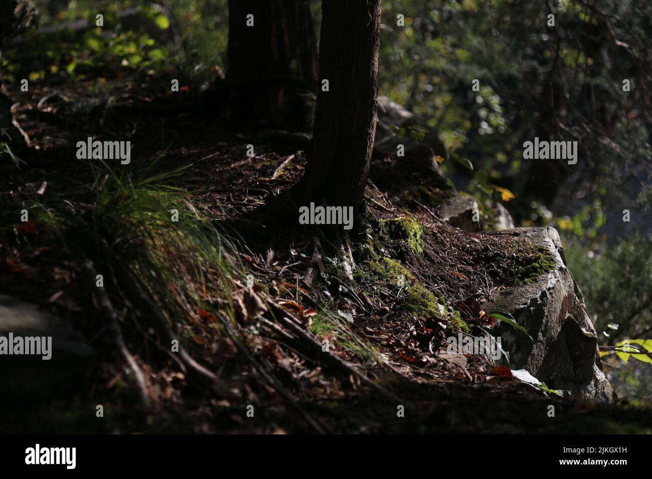 A beautiful landscape of an old forest with trees Stock Photo - Alamy