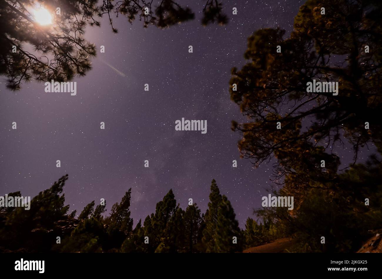 Stars in the Sky at Night over the Trees of a Pine Forest Stock Photo ...