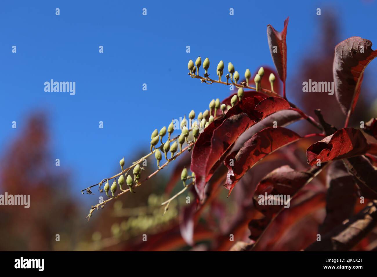 A closeup of red leaves of an sorrel tree against the blue sky Stock ...