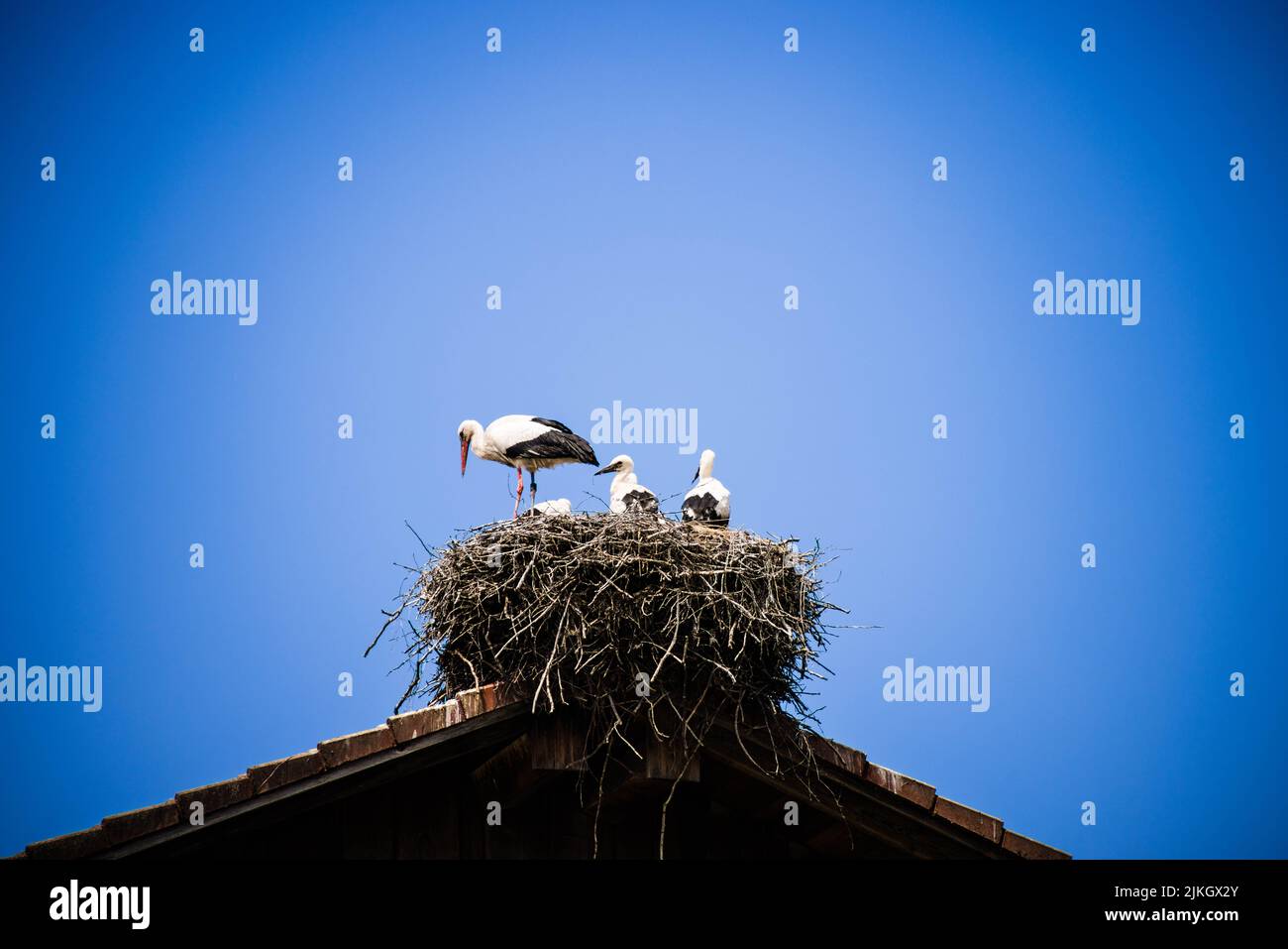 A low angle of storks standing on their nest on a house roof in blue ...