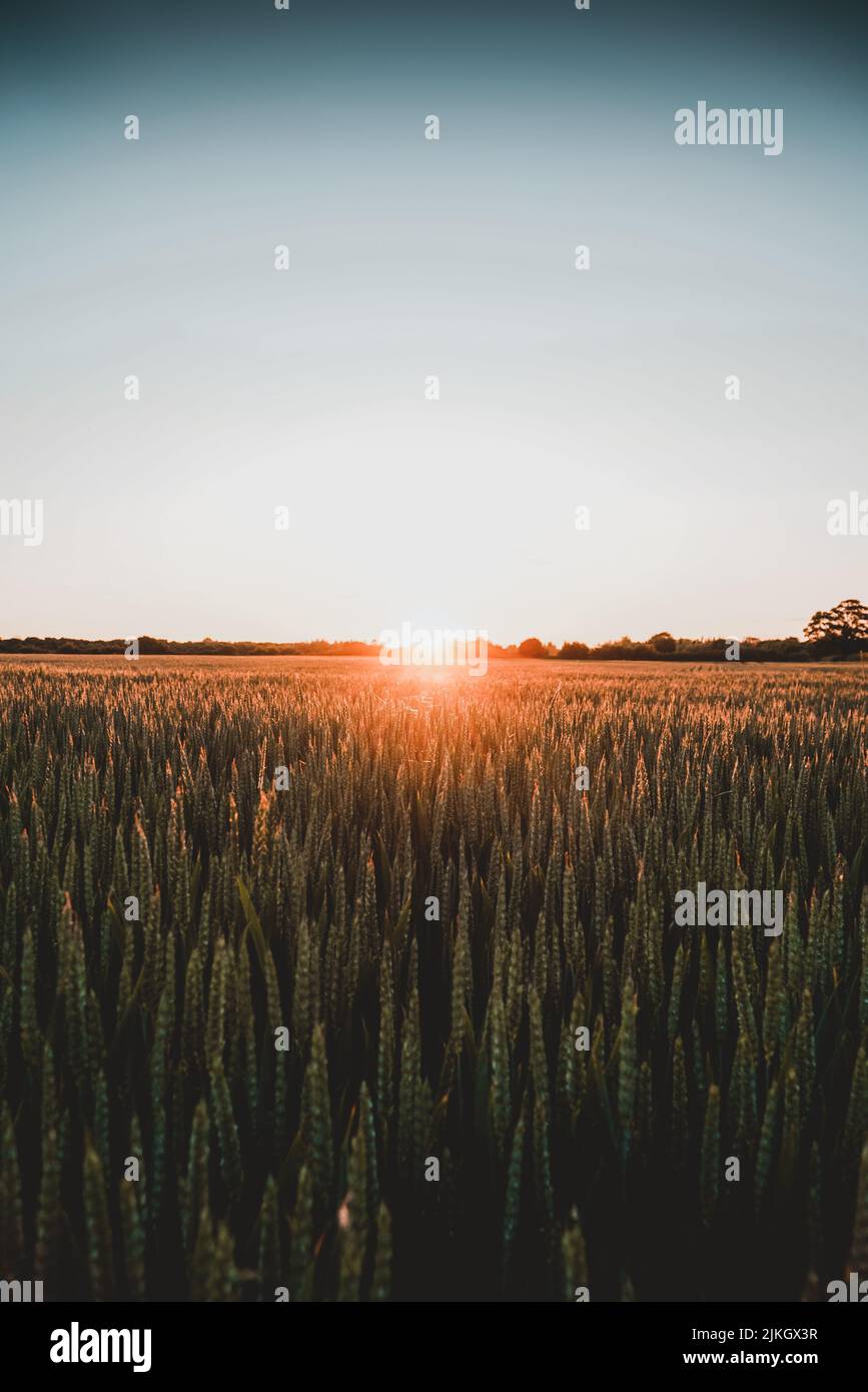 Rural golden hour hi-res stock photography and images - Alamy