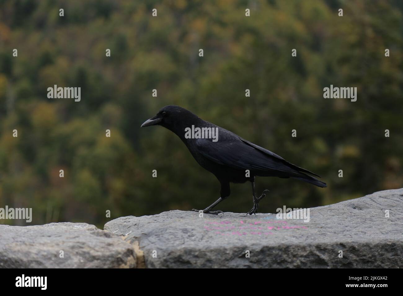 The crow stone hi-res stock photography and images - Alamy