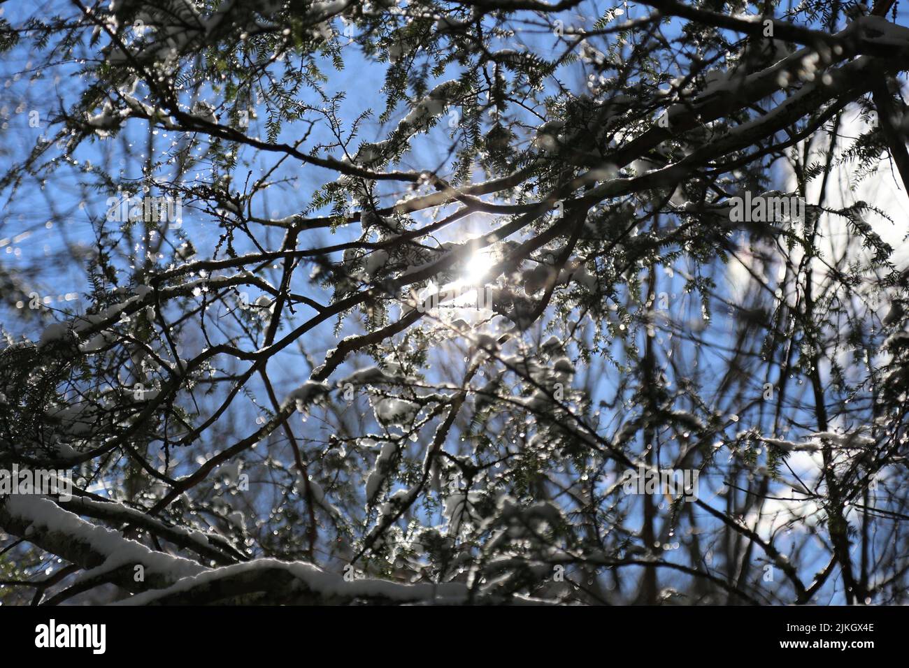 A selective of branches in snow melting under the sunlight Stock Photo ...