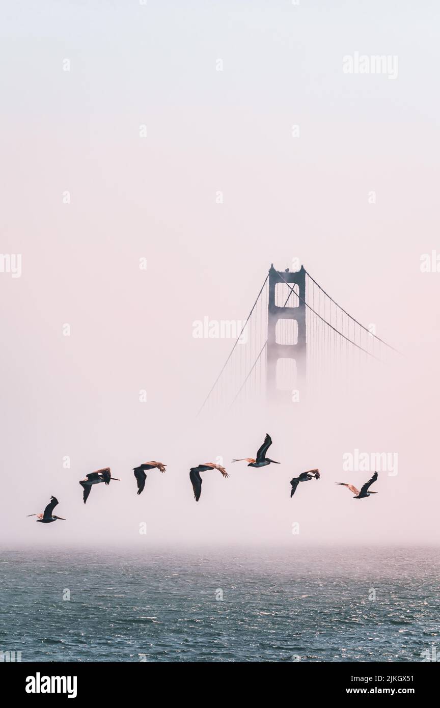 A vertical shot of birds flying over the ocean and Golden Gate Bridge ...