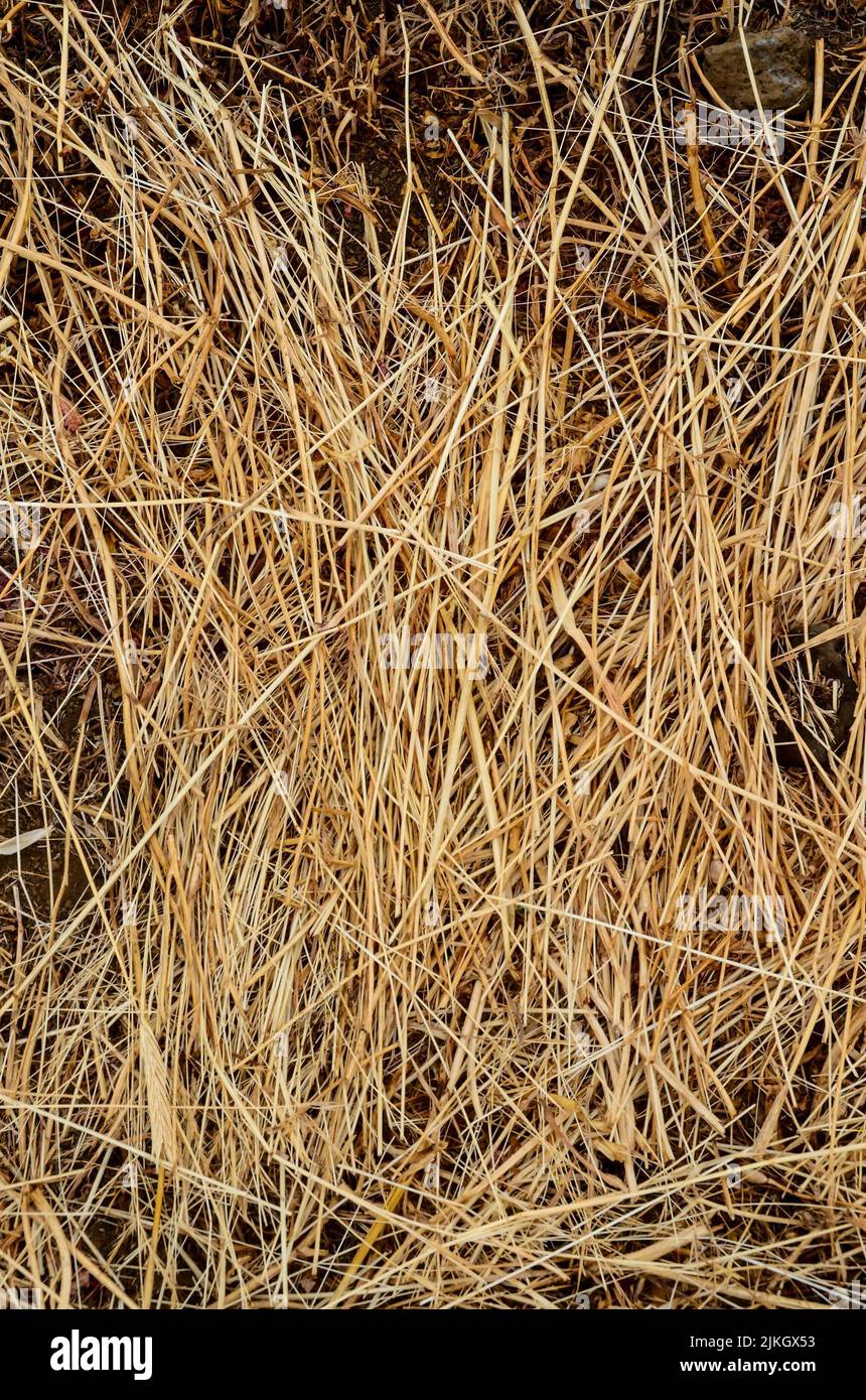 Image of Dried Yellow Hay Pattern Texture Background Stock Photo - Alamy