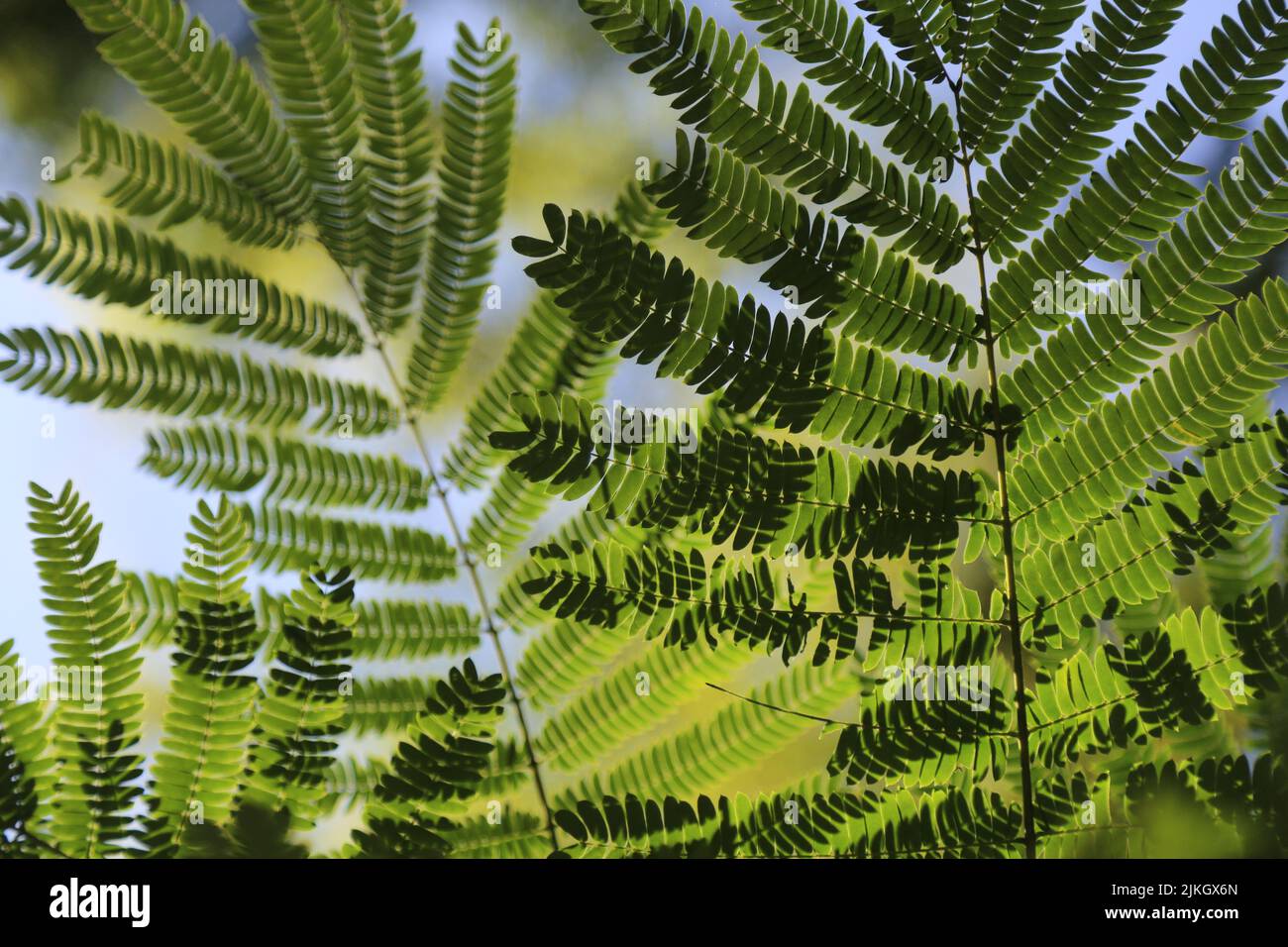 Acacia leaves hi-res stock photography and images - Alamy