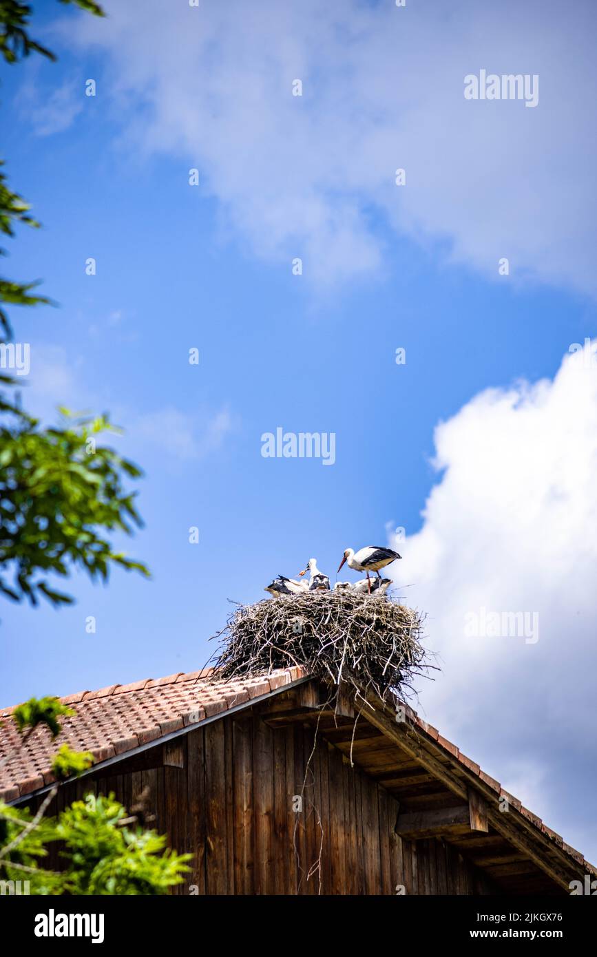 A vertical of storks standing on their nest on a house roof in blue sky ...
