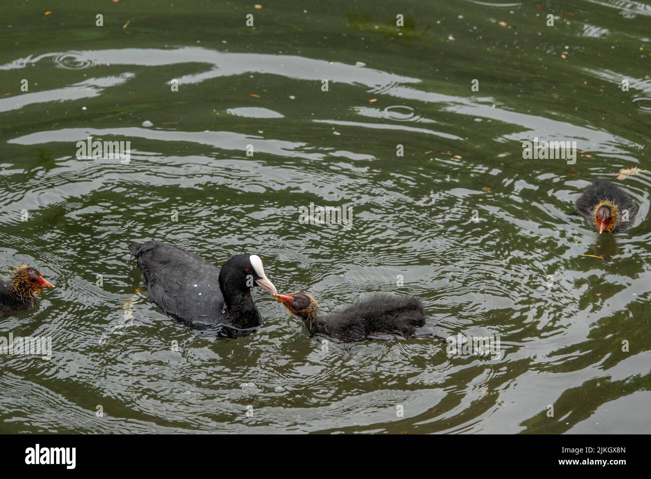 coot feeding her chicks on the river Stock Photo - Alamy