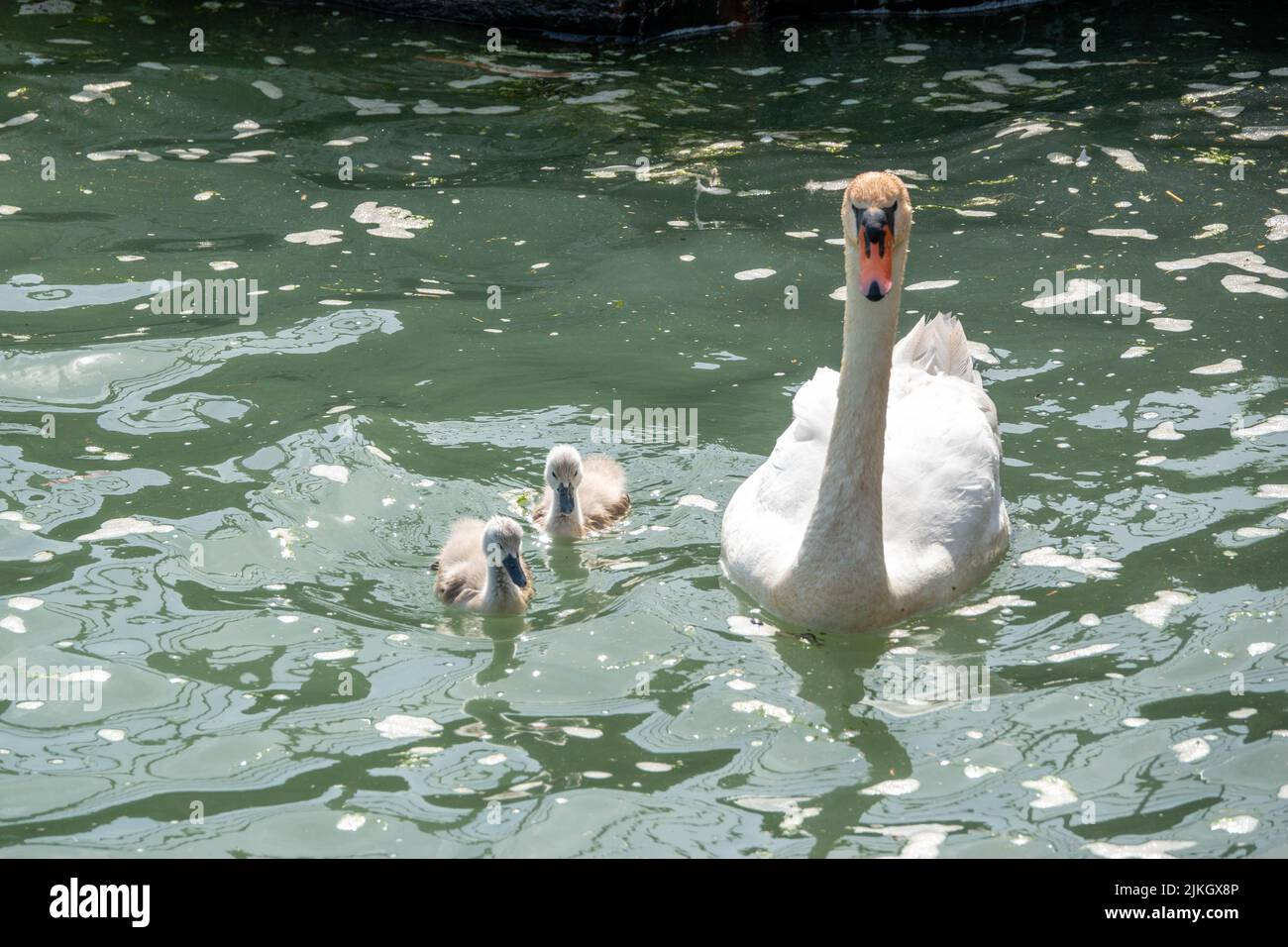 swan with her two cute cygnets on the water Stock Photo - Alamy