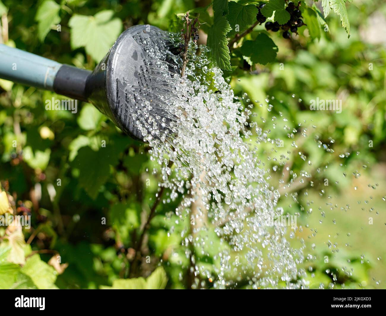 Water pouring from watering can into plants close up Stock Photo - Alamy
