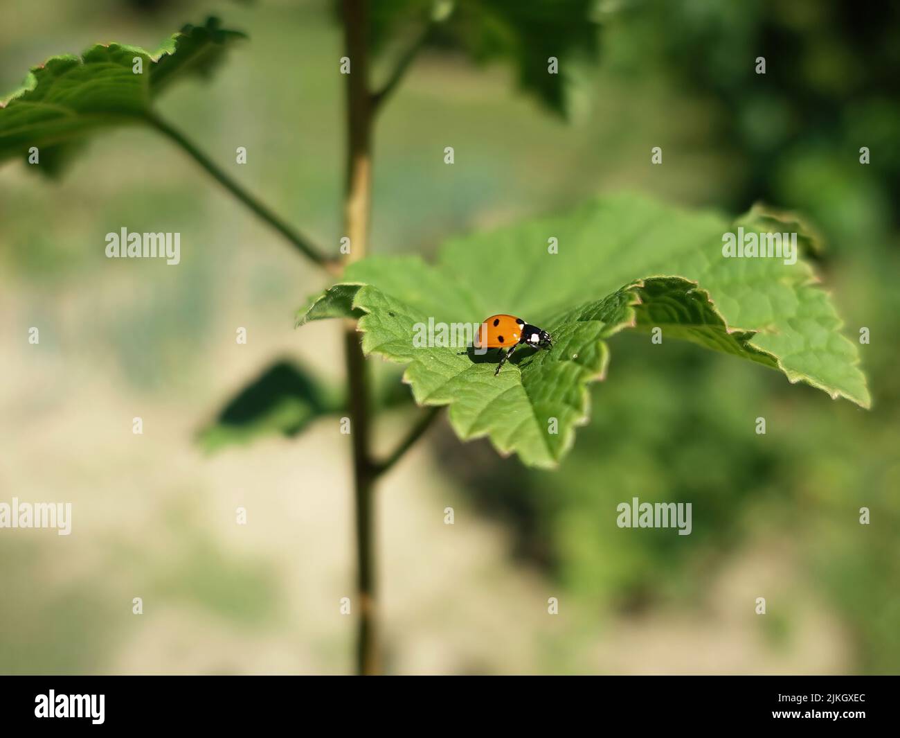 Standing on a leaf hi-res stock photography and images - Alamy