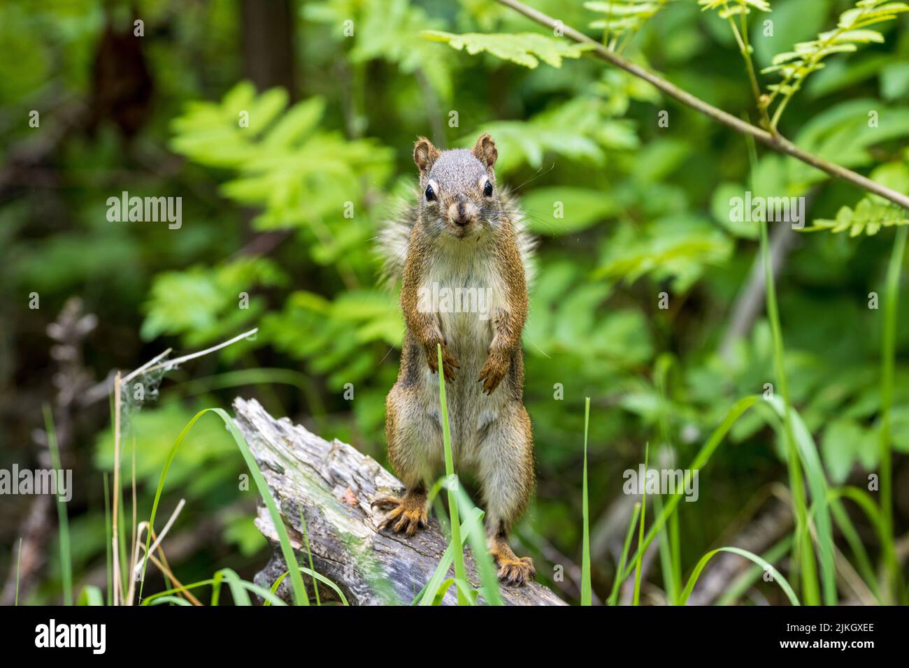 Grey nuns spruce woodlot hi-res stock photography and images - Alamy