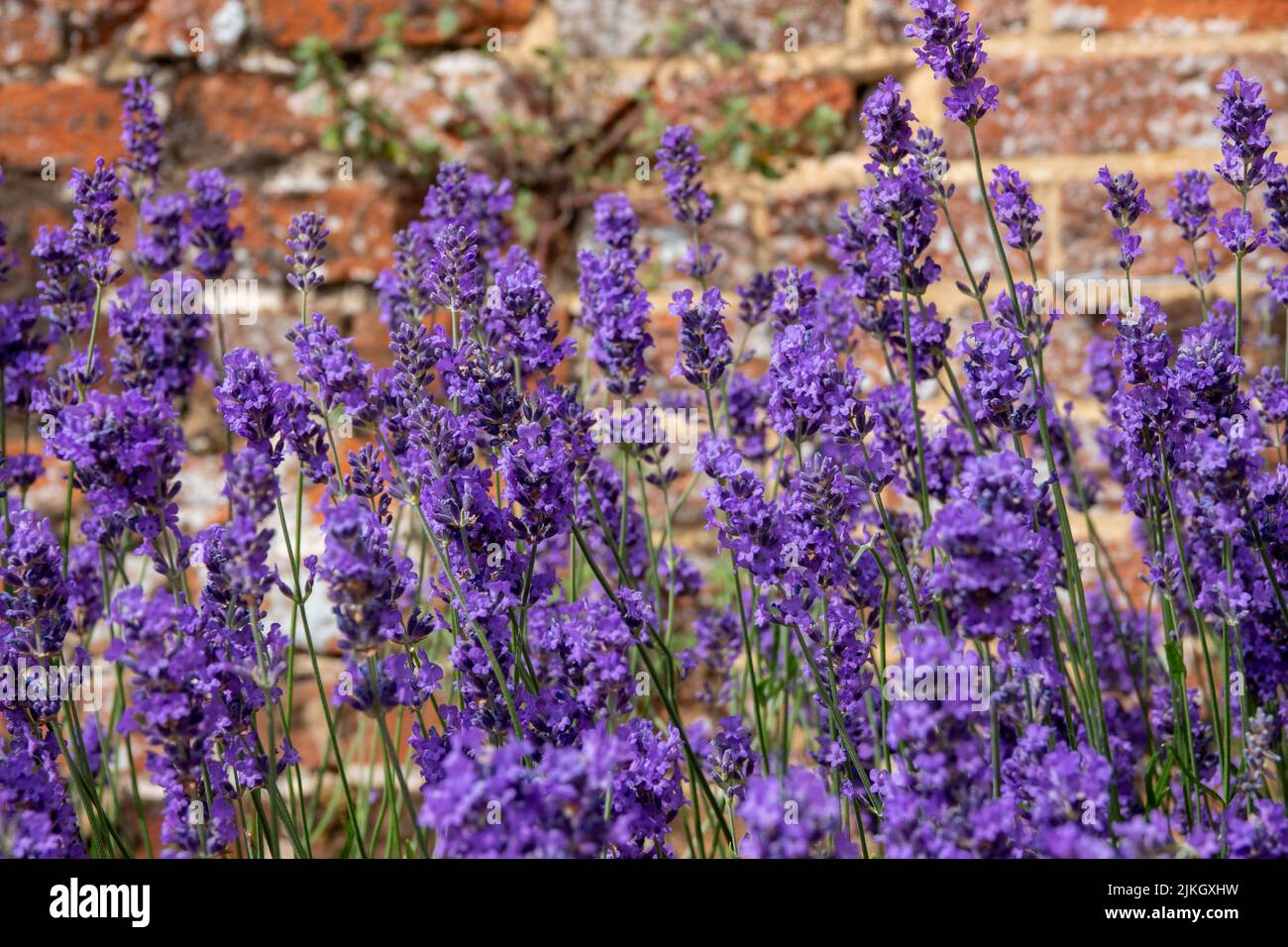 Beautiful Purple Lavender Flowers Lavandula Stock Photo Alamy