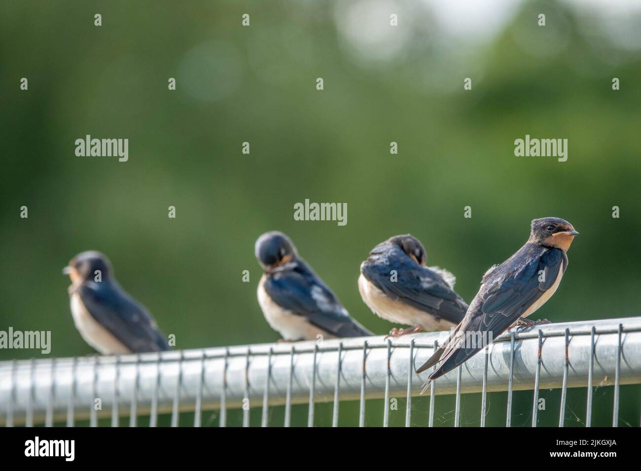 swallows small birds with dark glossy blue backs red throat pale ...