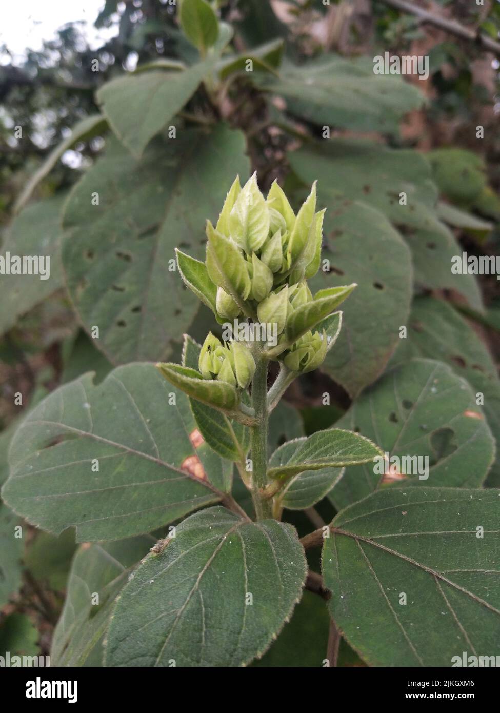 Clerodendrum infortunatum Flower bud getting ready. Clerodendrum ...
