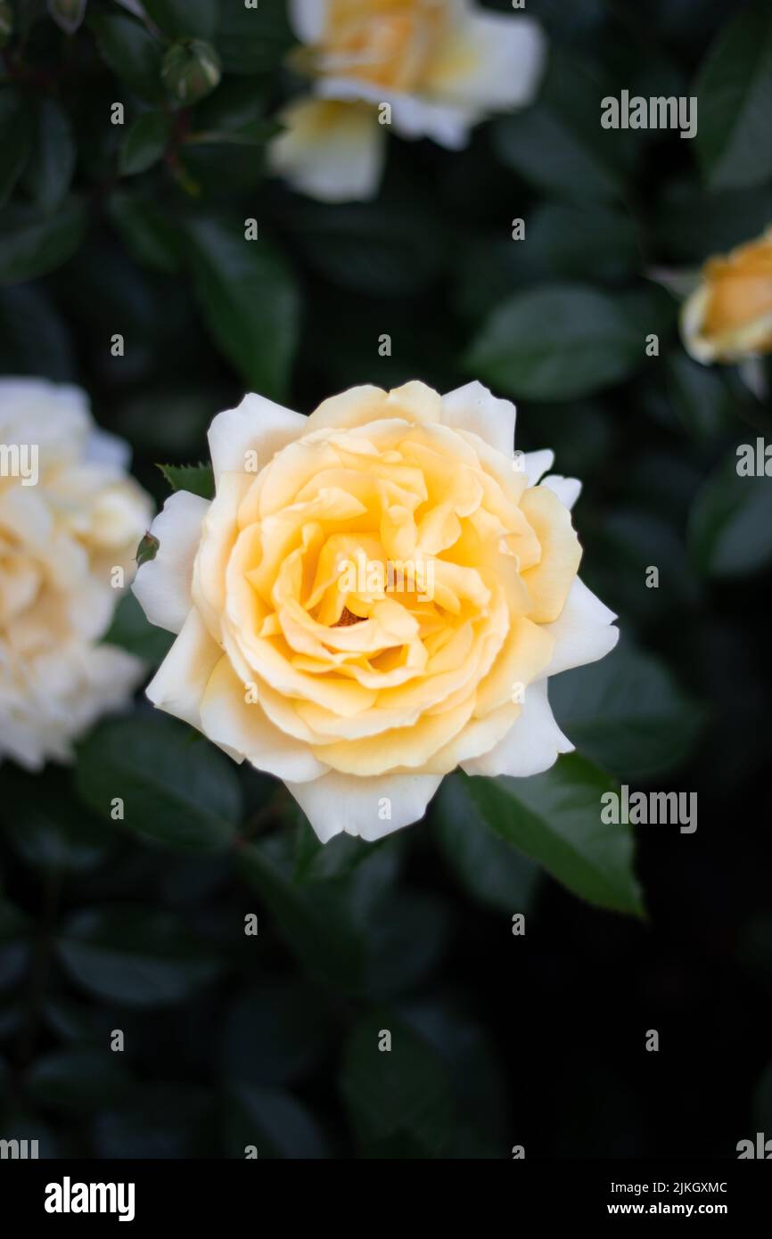 This photos shows a gorgeous yellow rose in a rose garden in Budapest ...