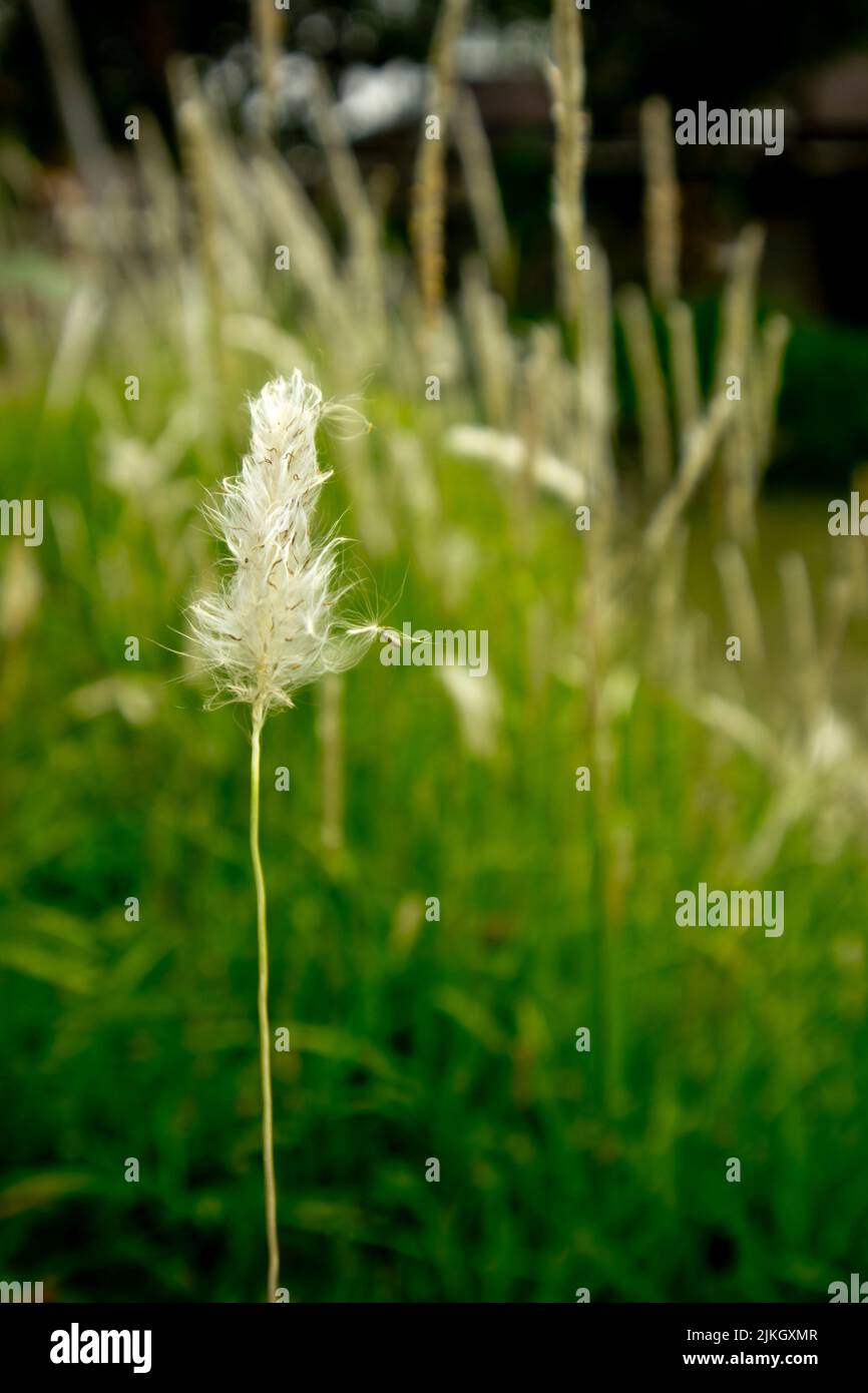 A tip of a white meadow-grasses in roadside. The white top of the grass ...