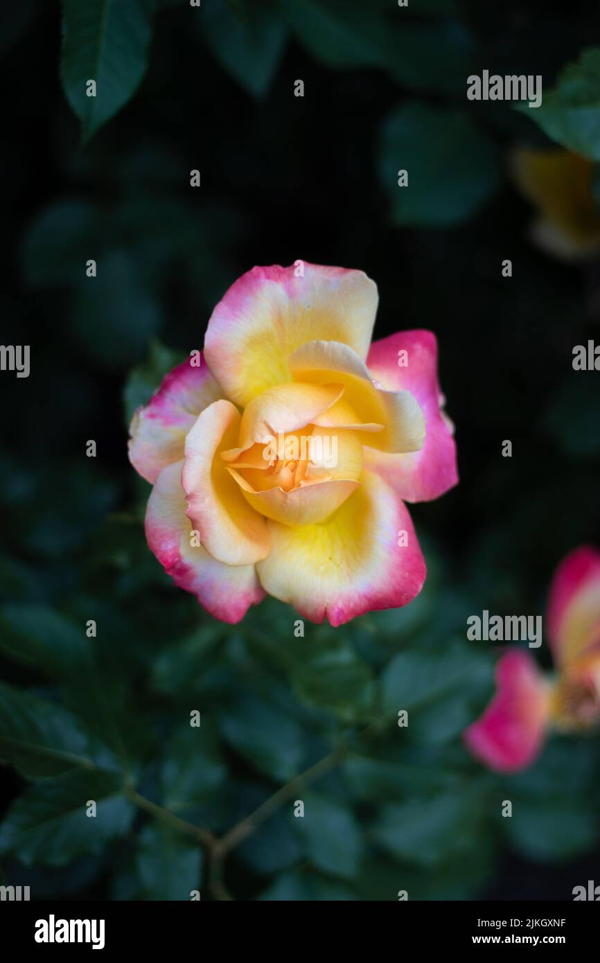 This photos shows a gorgeous yellow rose in a rose garden in Budapest ...